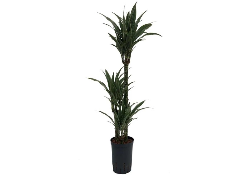 Hydropflanze Drachenbaum Warnecki Dracaena Topf Ø 18 cm / Höhe 110 cm ...