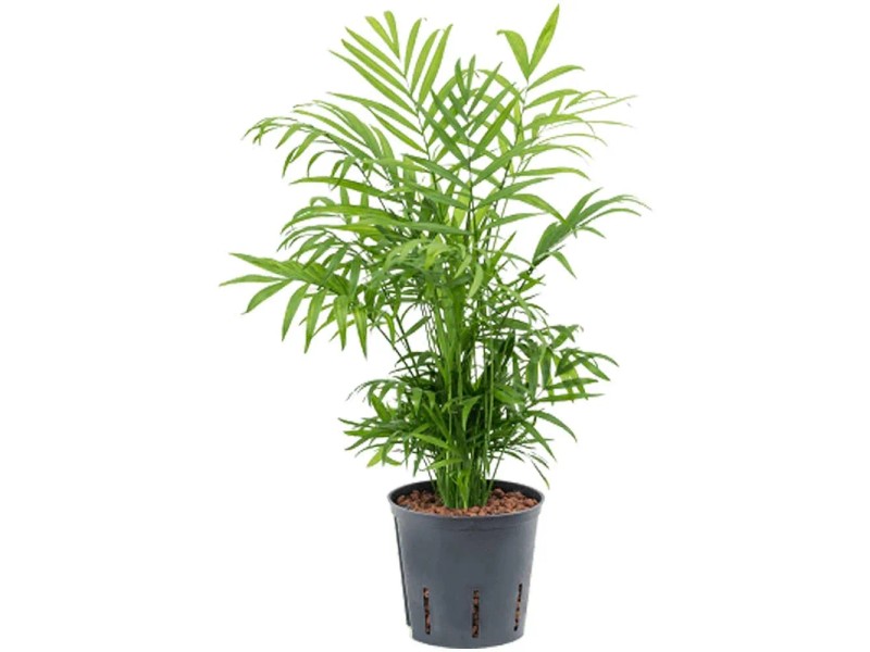 Hydropflanze Bergpalme Chamaedorea elegans Topf Ø 15 cm / Höhe 40 cm