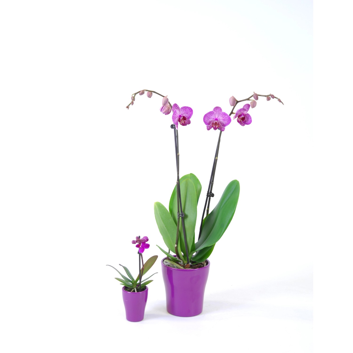 Schmetterlingsorchidee Phalaenopsis 2-Trieber Mutti und 1-Trieber Kind ...