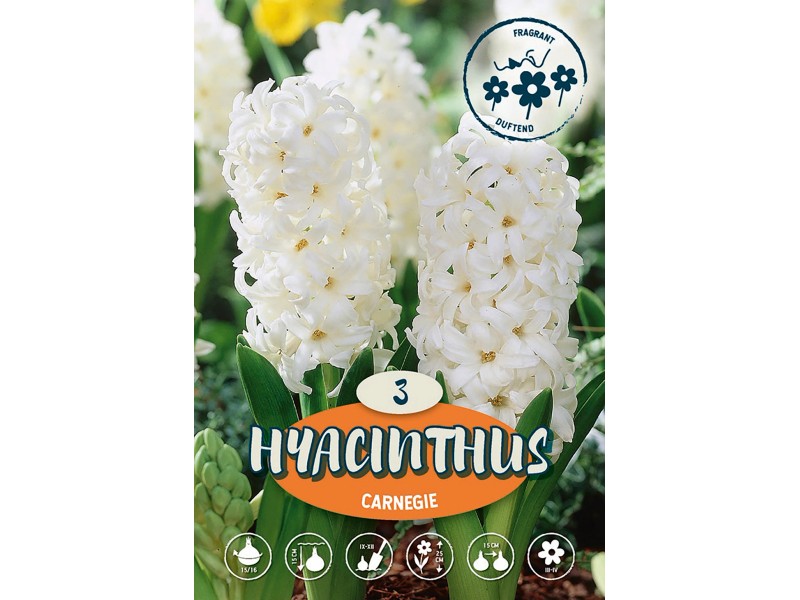 Hyazinthe Carnegie kaufen bei OBI