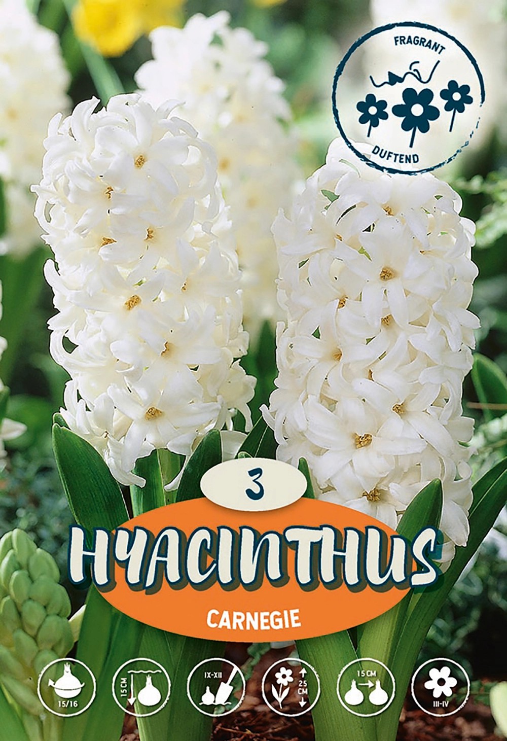 Hyazinthe Carnegie kaufen bei OBI