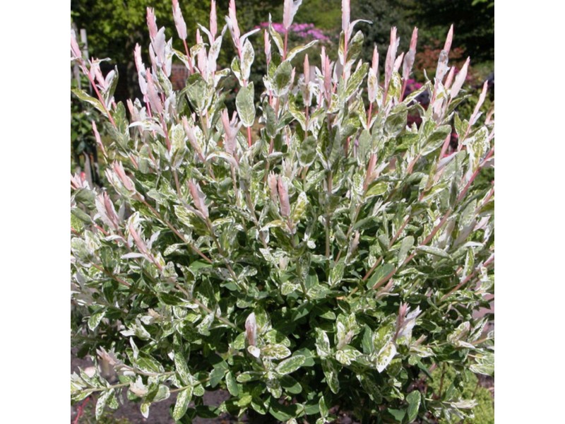 Harlekinweide Zierweide "Hakuro Neshiki" Grün-Weiss-Rosa 5 l kaufen bei OBI