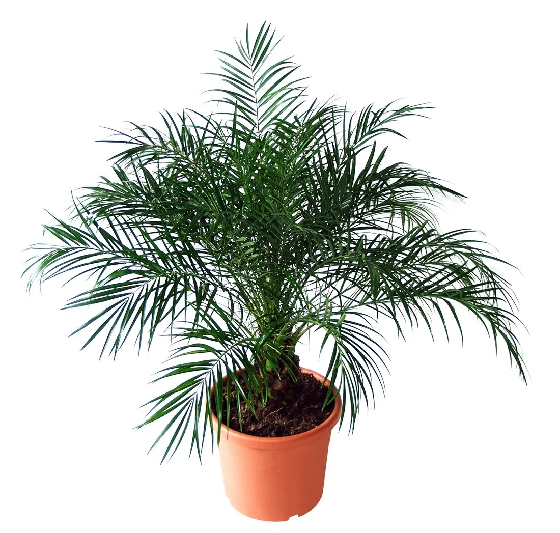 Palmen-Mix Topf-Ø 14 cm kaufen bei OBI