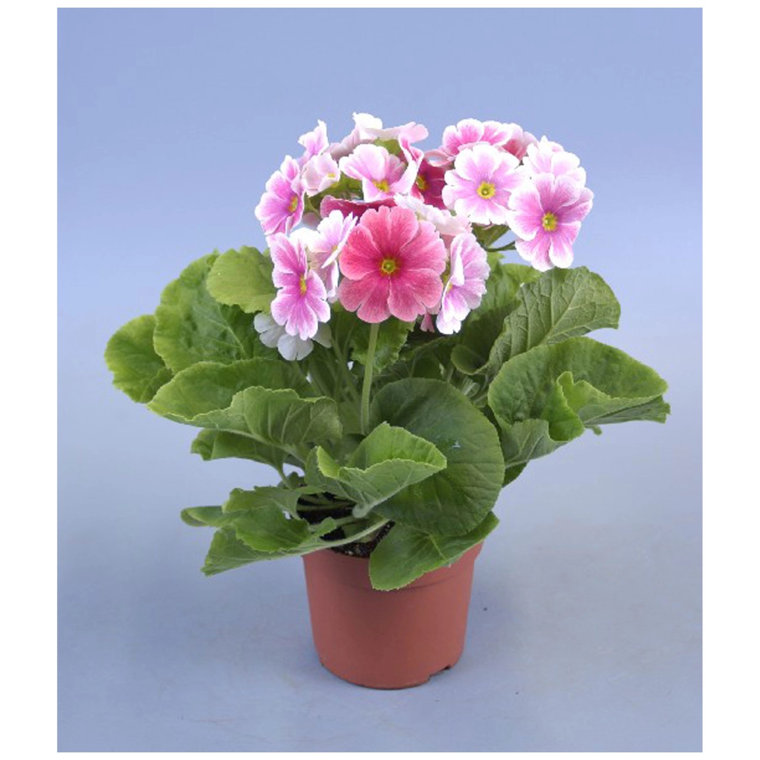 Becherprimel Touch Me Farbenauswahl Primula obconica Topf Ø 9 cm / 1 ...