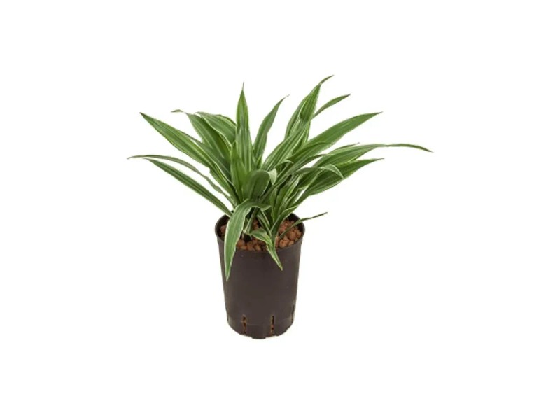 Hydropflanze Drachenbaum Warnecki Dracaena Topf Ø 15 cm / Höhe 40 cm ...