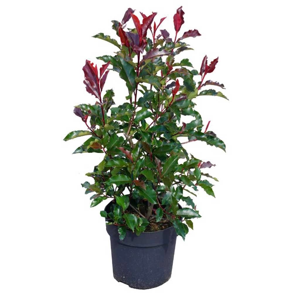 Glanzmispel Magical Volcano® Photinia fraseri Topf Ø 22 cm kaufen bei OBI