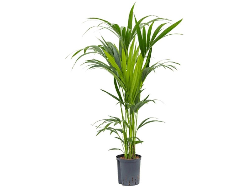 Hydropflanze Kentia-Palme Howea forsteriana Topf Ø 18 cm / Höhe 120 cm ...