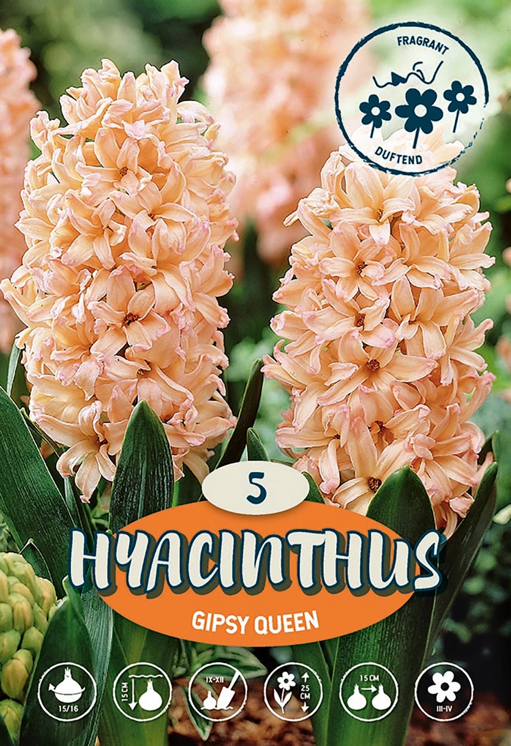 Hyazinthe Gipsy Queen Hyacinthus orientalis Orange 3 Stk. kaufen bei OBI