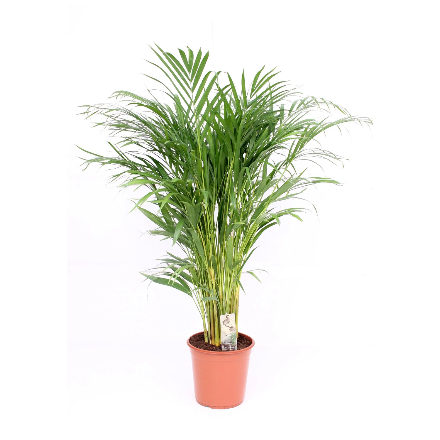 Palmiste multipliant Areca Dypsis lutescens pot Ø 24 cm / H 120 - 130 cm