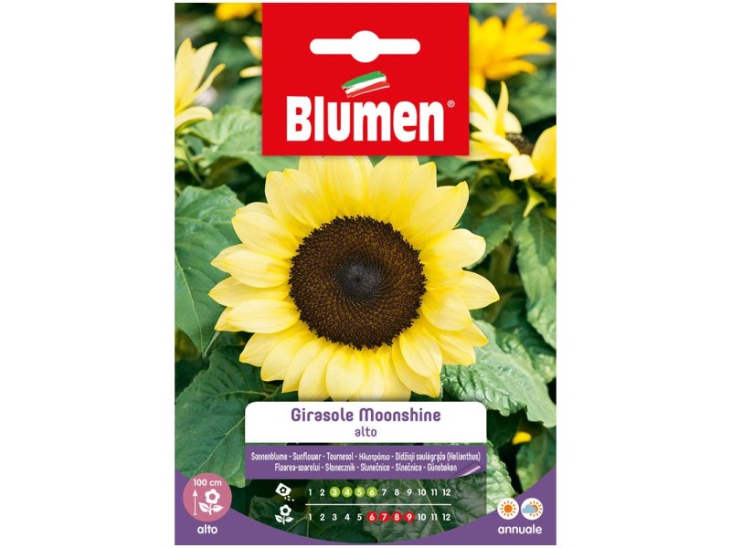 Blumen Sonnenblume Helianthus annuus Moonshine kaufen bei OBI