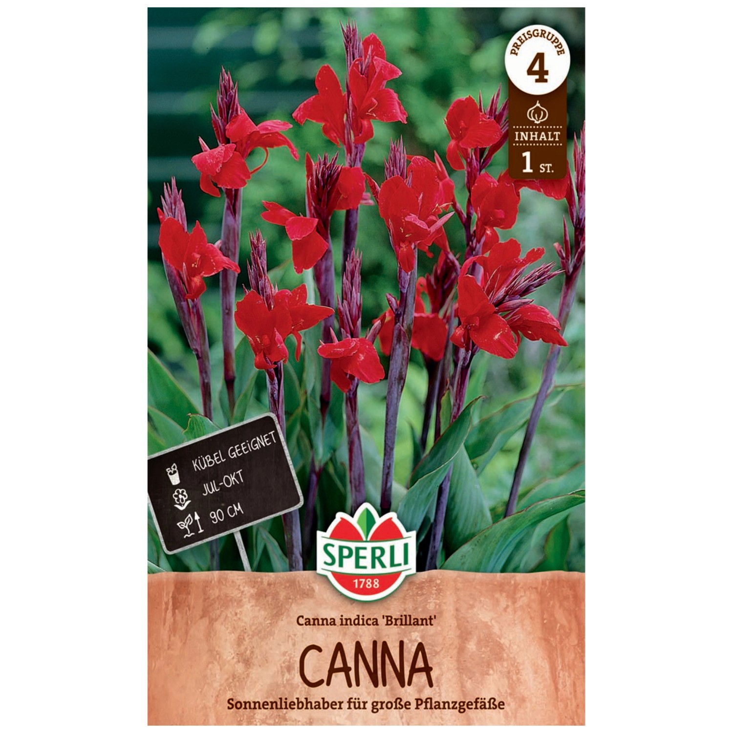 Sperli Bulbe de balisier Canna indica Brilliant Rouge 1 pièce