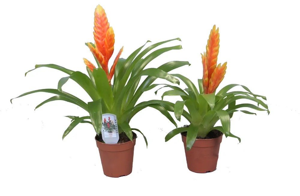 Vriesea Basic Mix Topf Ø 12 cm / 1 Stk. kaufen bei OBI