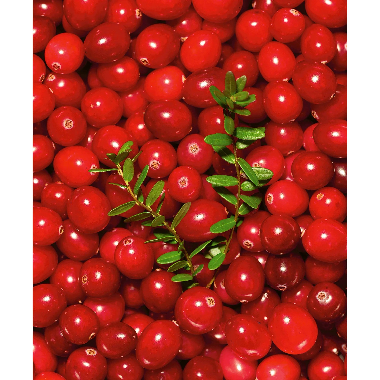 Blu Bio Grossfrüchtige Moosbeere Cranberry Vaccinium macrocarpon Topf Ø ...
