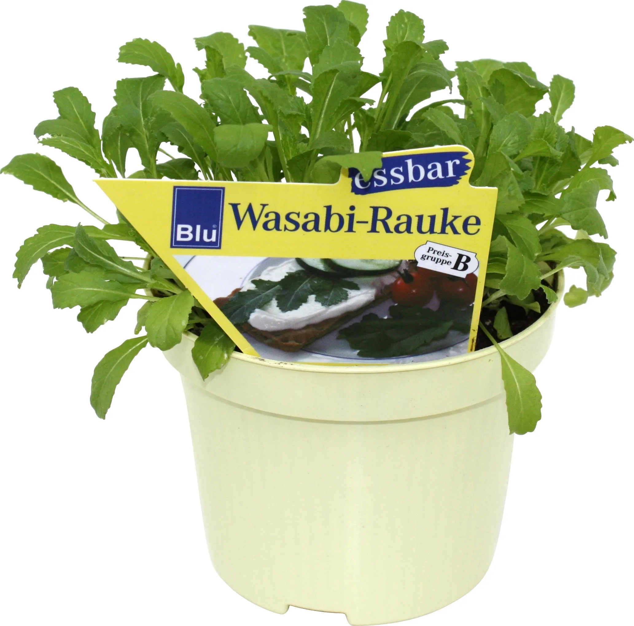 Wasabi-Rauke Topf-Ø ca. 12 cm Diplotaxis kaufen bei OBI