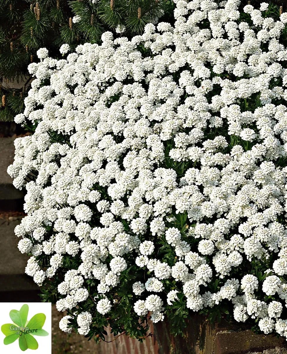 Iberis sempervirens