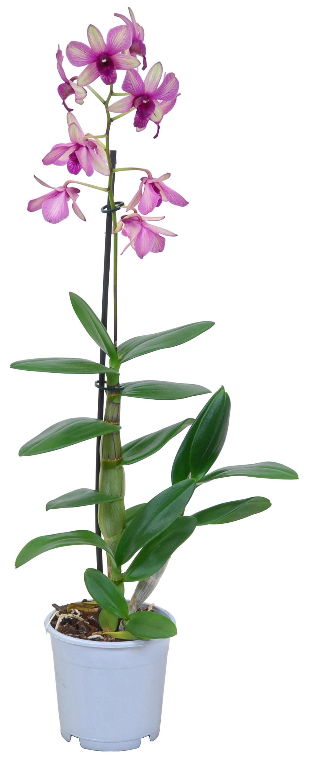 Bambusorchidee Sa Nook Dendrobium 1-Trieber Topf Ø 12 cm kaufen bei OBI