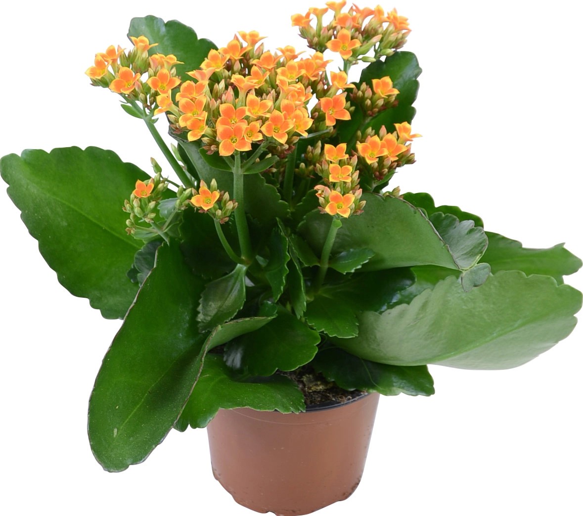 Calancola Kalanchoe blossfeldiana Arancione Giallo vaso Ø ca. 10,5 cm acquista da OBI
