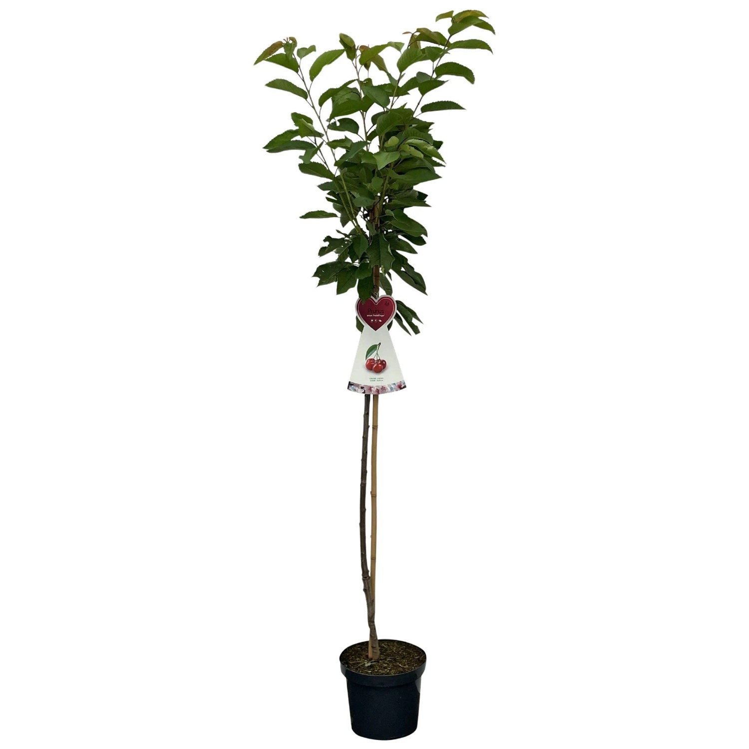 Obst-Halbstämme-Mix Topf Ø 27 cm / Höhe 70 cm / 1 Stk.