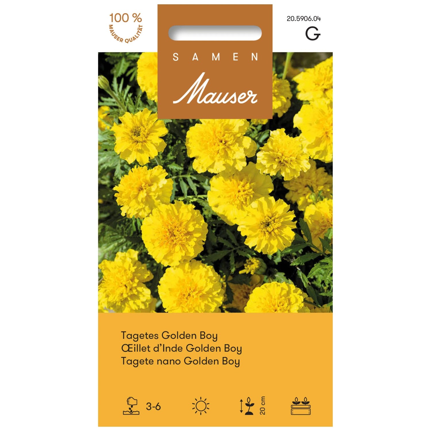 Tagetes Golden Boy / Tagetes patula