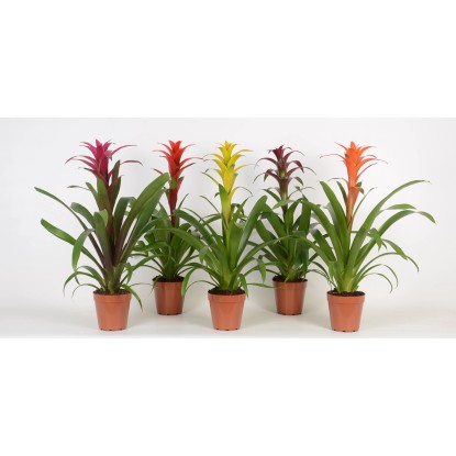 Guzmania Mix XL Topf 15 cm