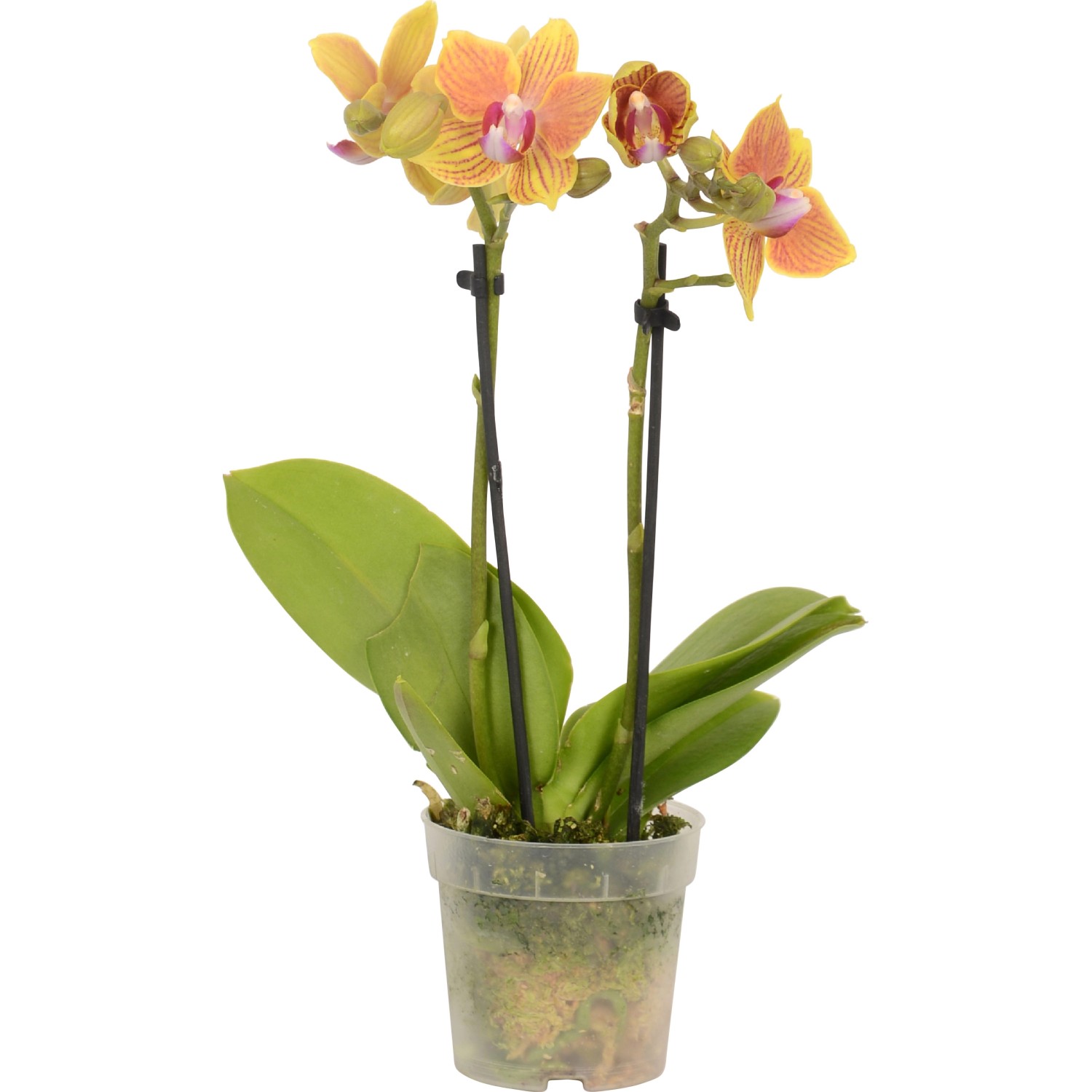 Mini-Schmetterlingsorchidee Phalaenopsis 2-Trieber Topf Ø ca. 7 cm / 1 ...