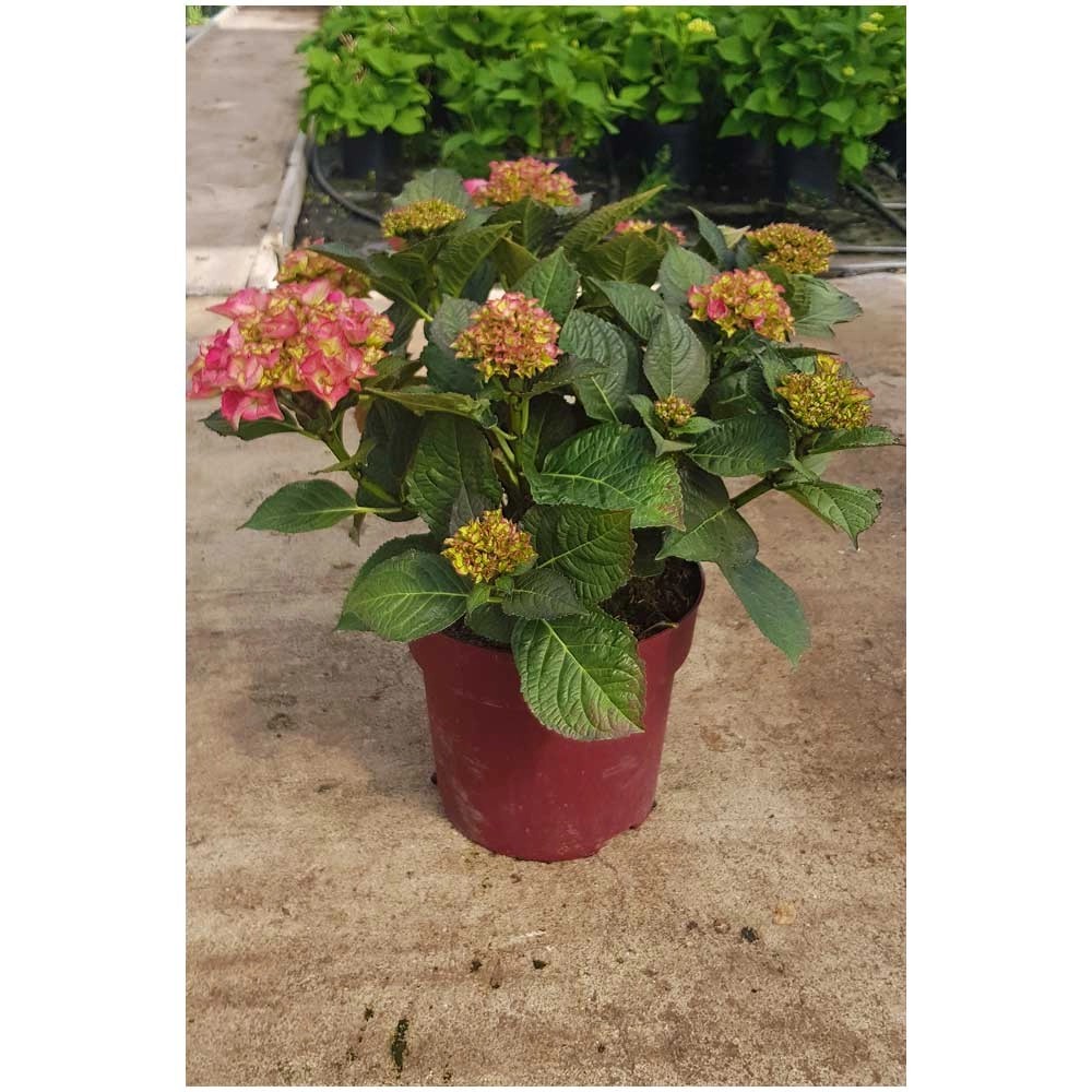 Bauernhortensie Red Angel Hydrangea macrophylla Topf 6,5 l kaufen bei OBI