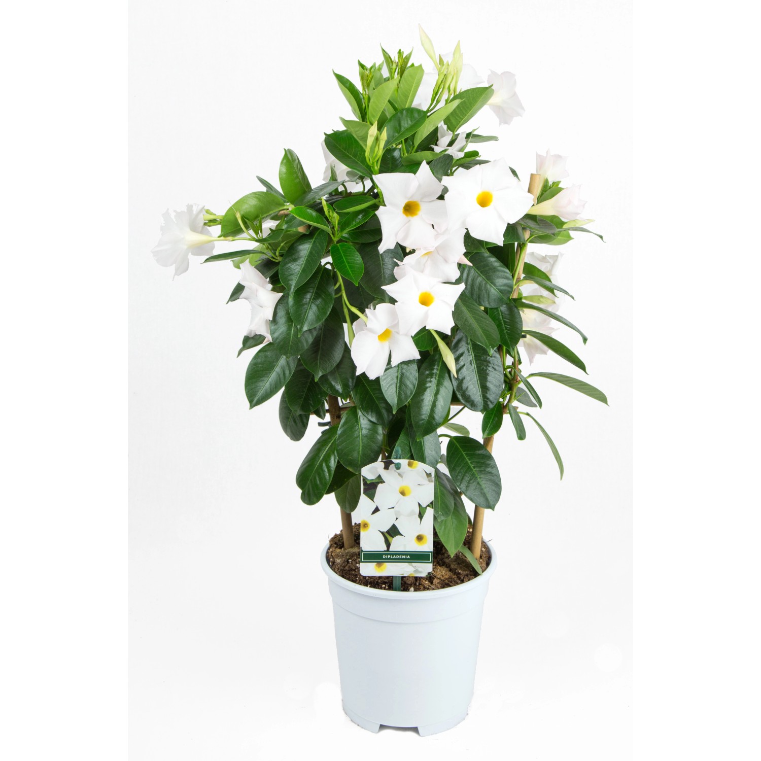 GROW by OBI Dipladenie Sundevillea Weiss Spalier Dipladenia Topf Ø 17 ...