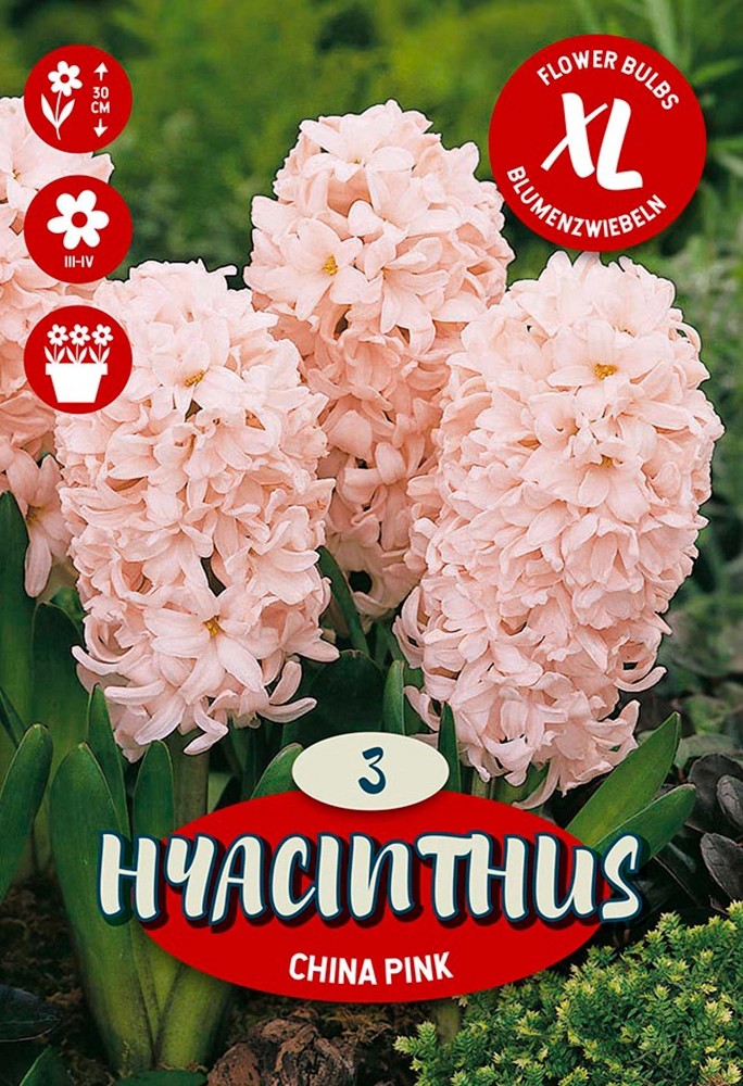 Hyazinthe Orientalis China Pink kaufen bei OBI