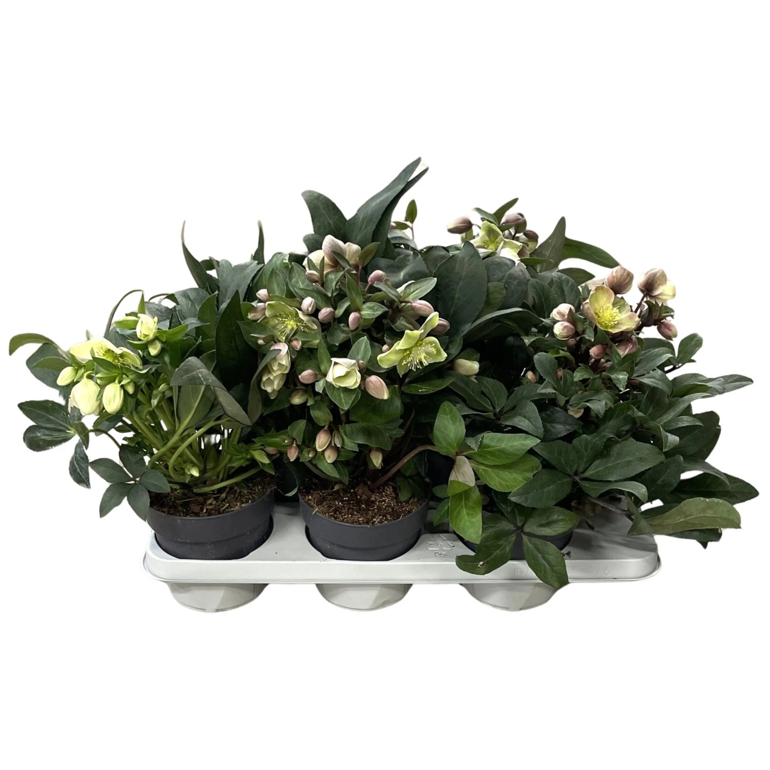 Rosa quaresimale ViV® Victoria Helleborus orientalis vaso Ø 15 cm / 1 pz.