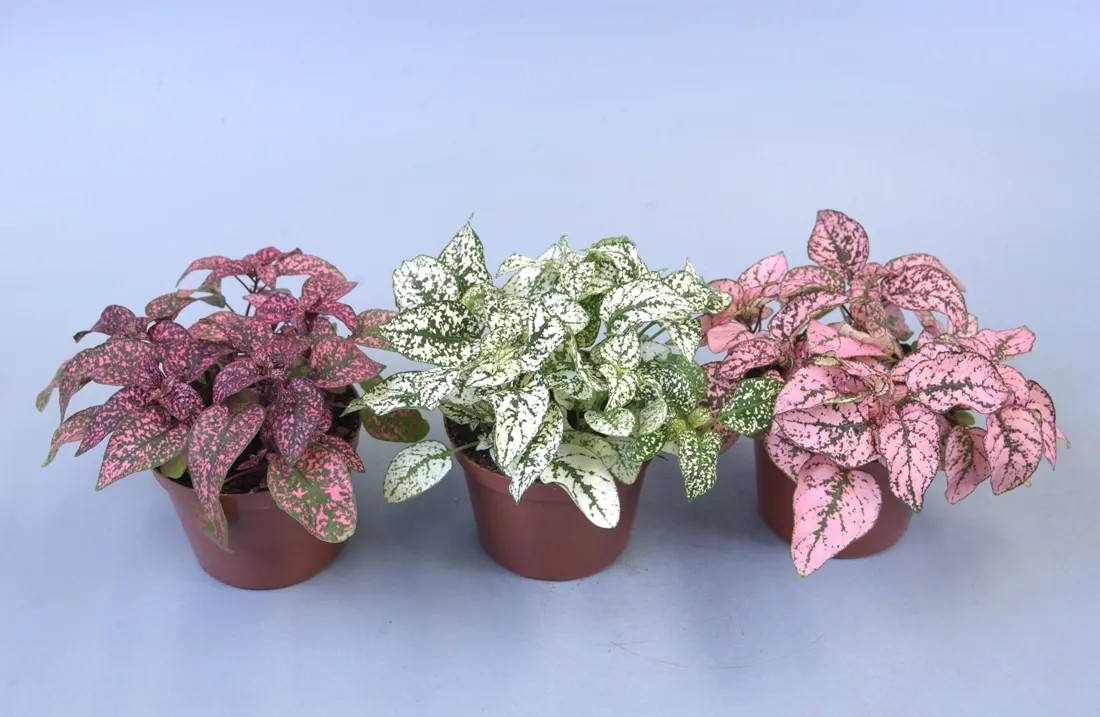 Mix «Hypoestes phyllostachya»