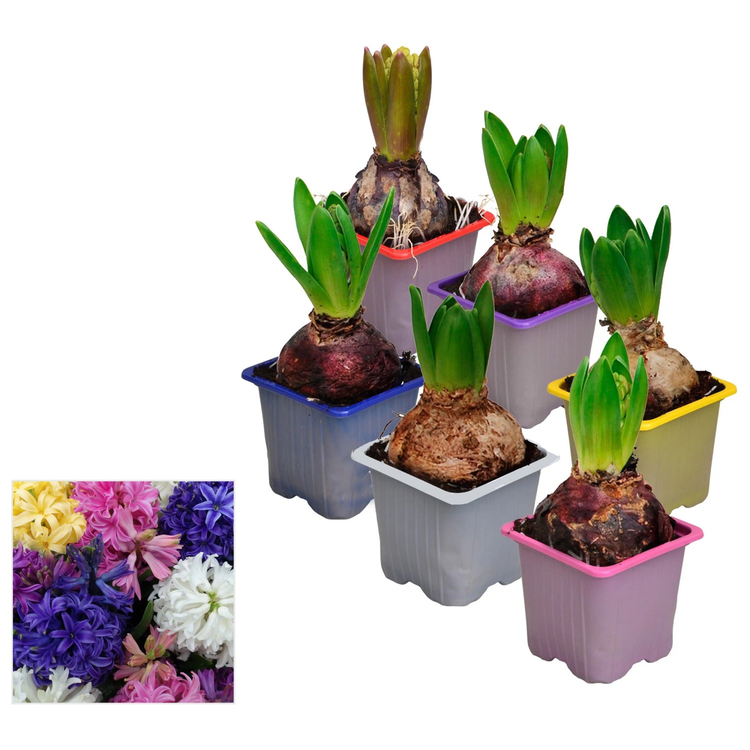 Jacinthe de jardin Hyacinthus orientalis couleurs assorties pot Ø 12 cm ...