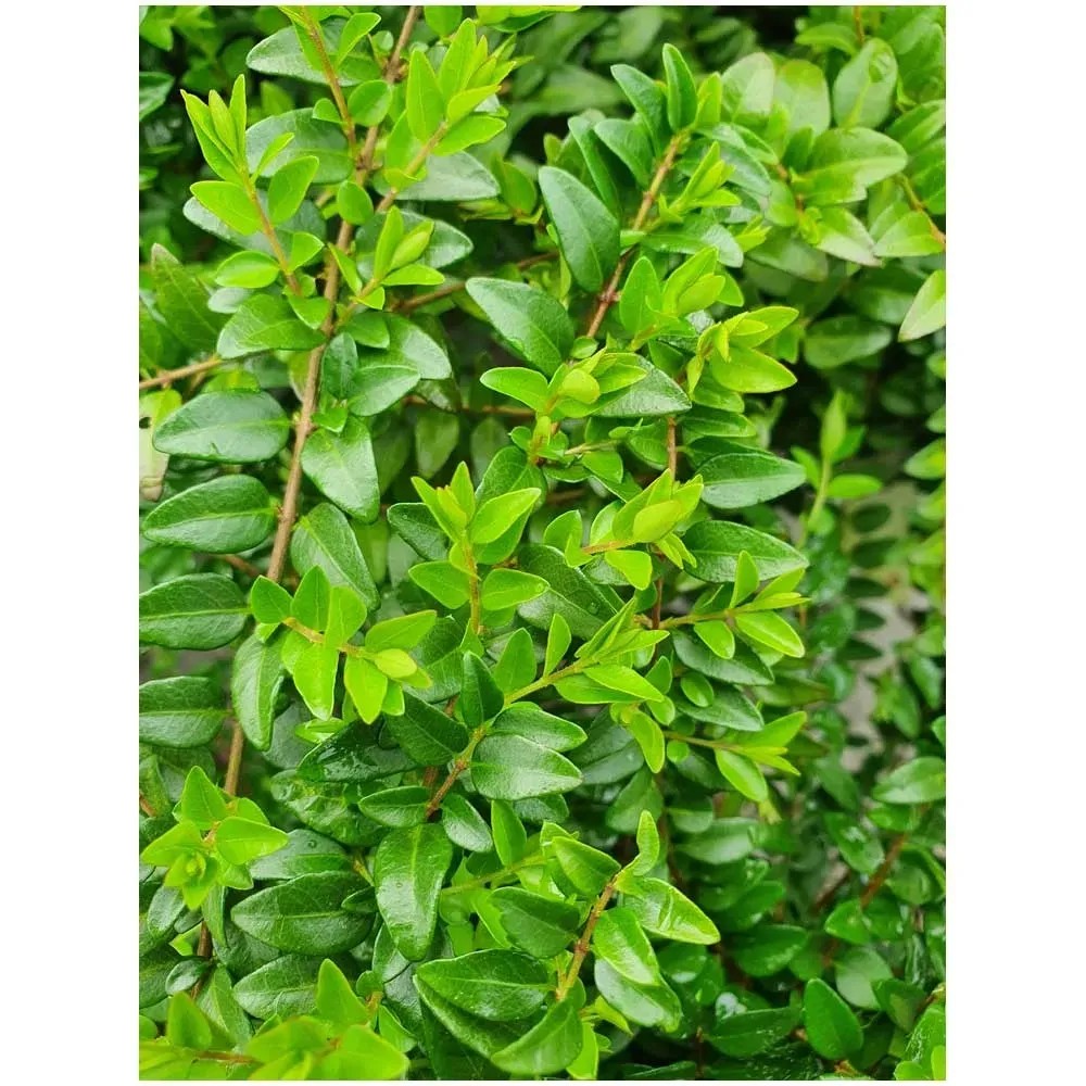 Heckenmyrthe Green Breeze Lonicera nitida Topf Ø 21 cm / Höhe 40 cm ...