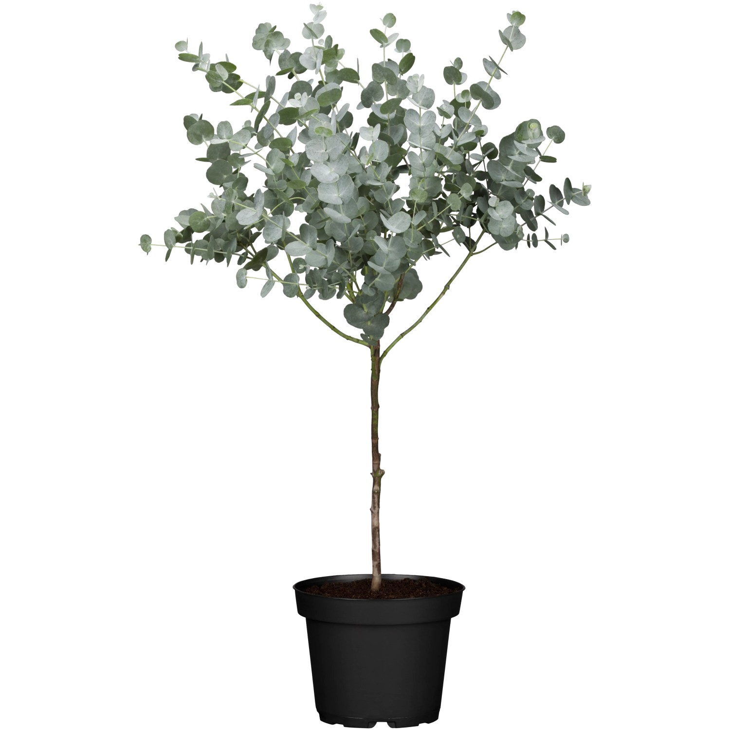 Balkonpflanzen & Terrassenpflanzen kaufen und bestellen bei OBI