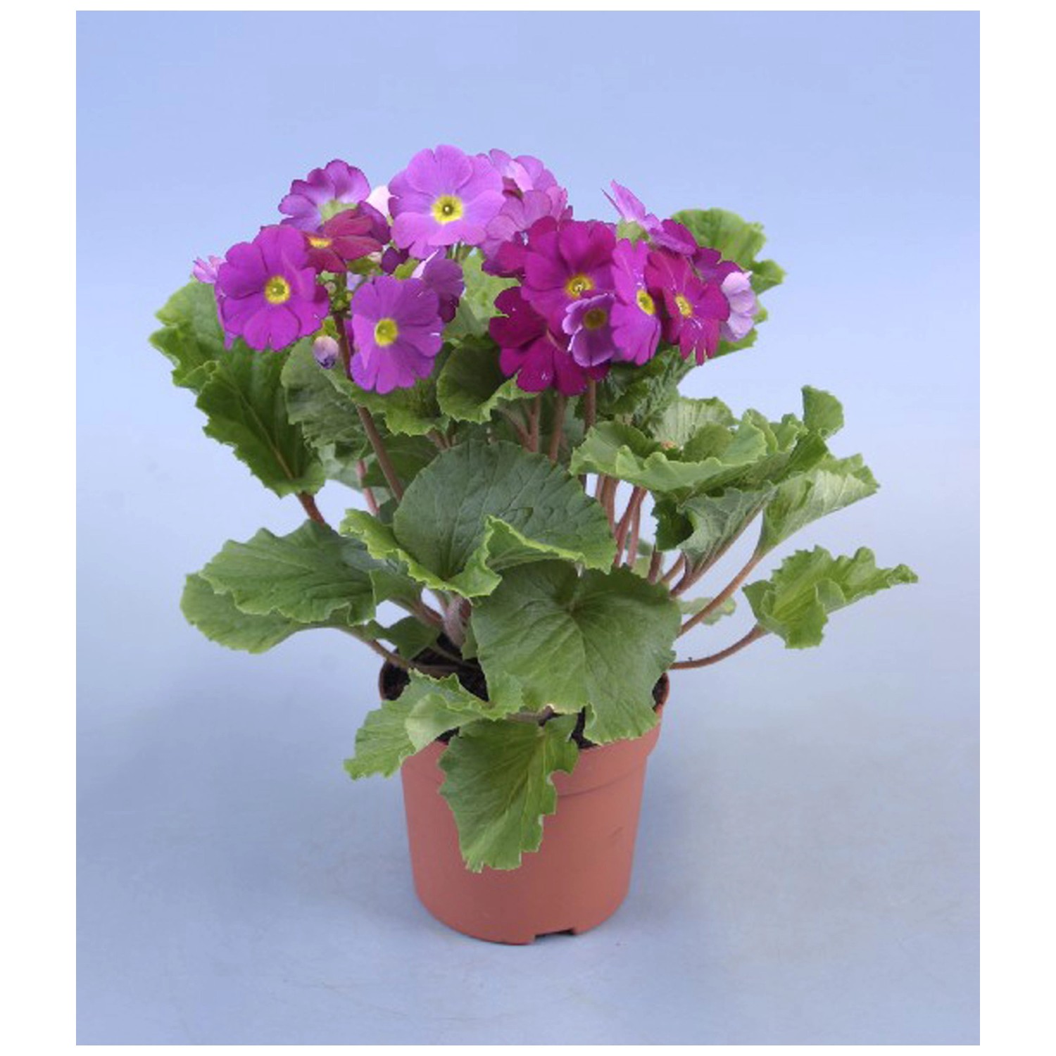 Becherprimel Touch Me Farbenauswahl Primula obconica Topf Ø 9 cm / 1 ...