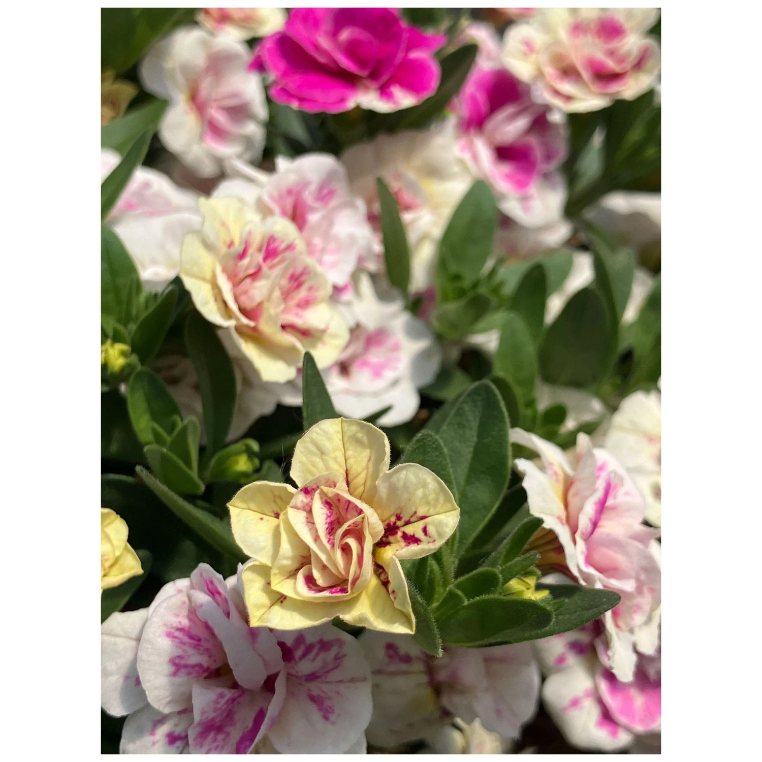 Zauberglöckchen Aloha Double Calibrachoa Hybride Topf Ø 12 cm / 1 Stk.