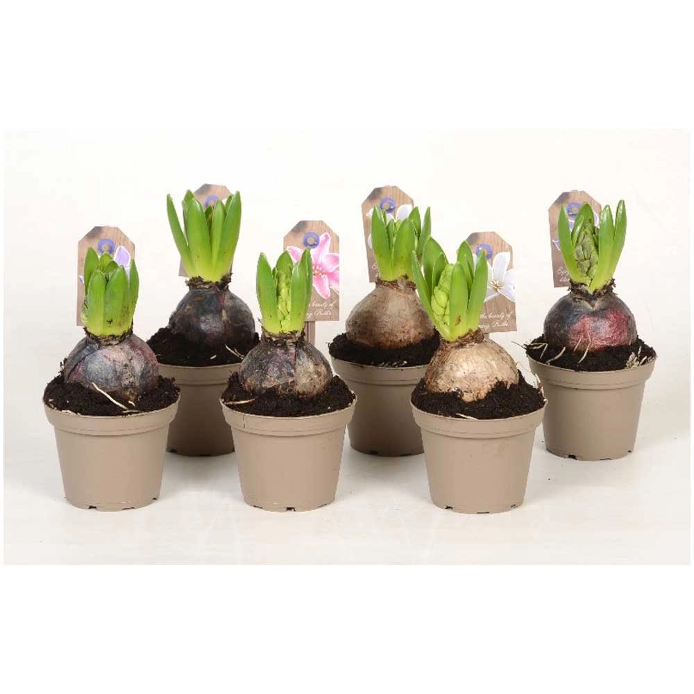 Garten-Hyazinthe Hyacinthus orientalis Gross assortiert Topf Ø 8 cm / 1 Stk. kaufen bei OBI