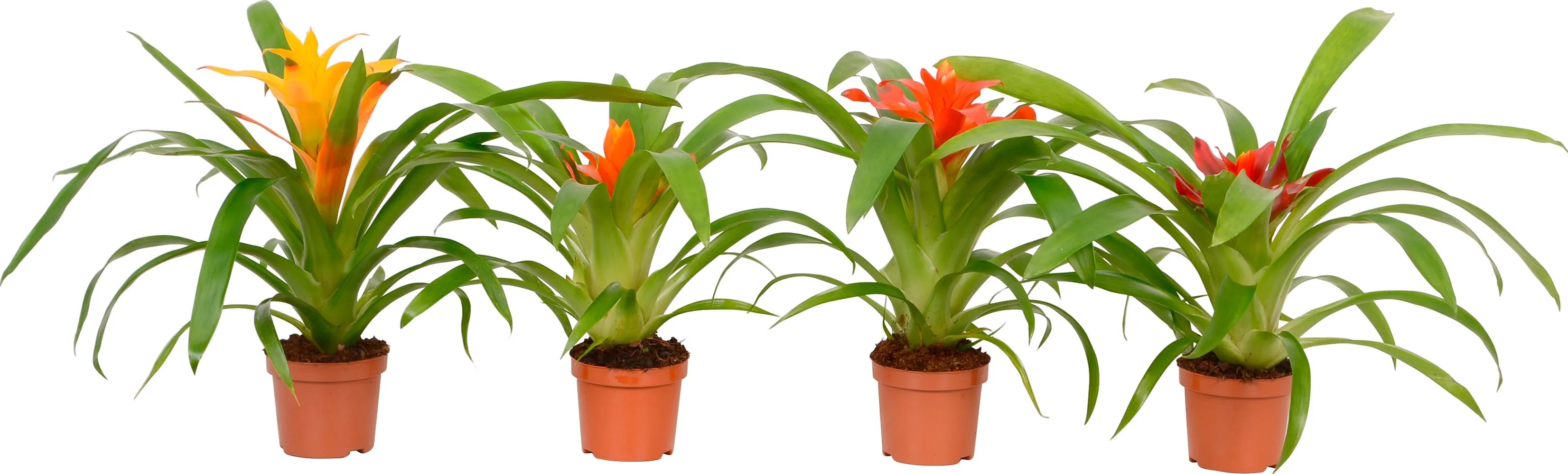 Guzmania Diana verschiedene Farben Topf Ø 12 cm / 1 Stk. kaufen bei OBI
