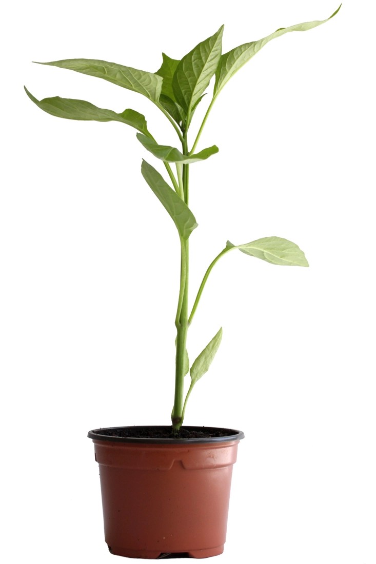 Peperoni Rot Bio Topf Ø 9 cm kaufen bei OBI