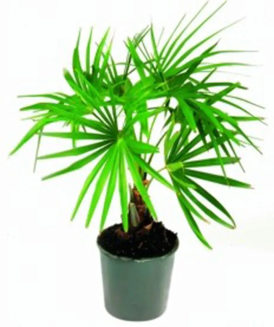 Palmen-Mix Topf-Ø 14 cm kaufen bei OBI