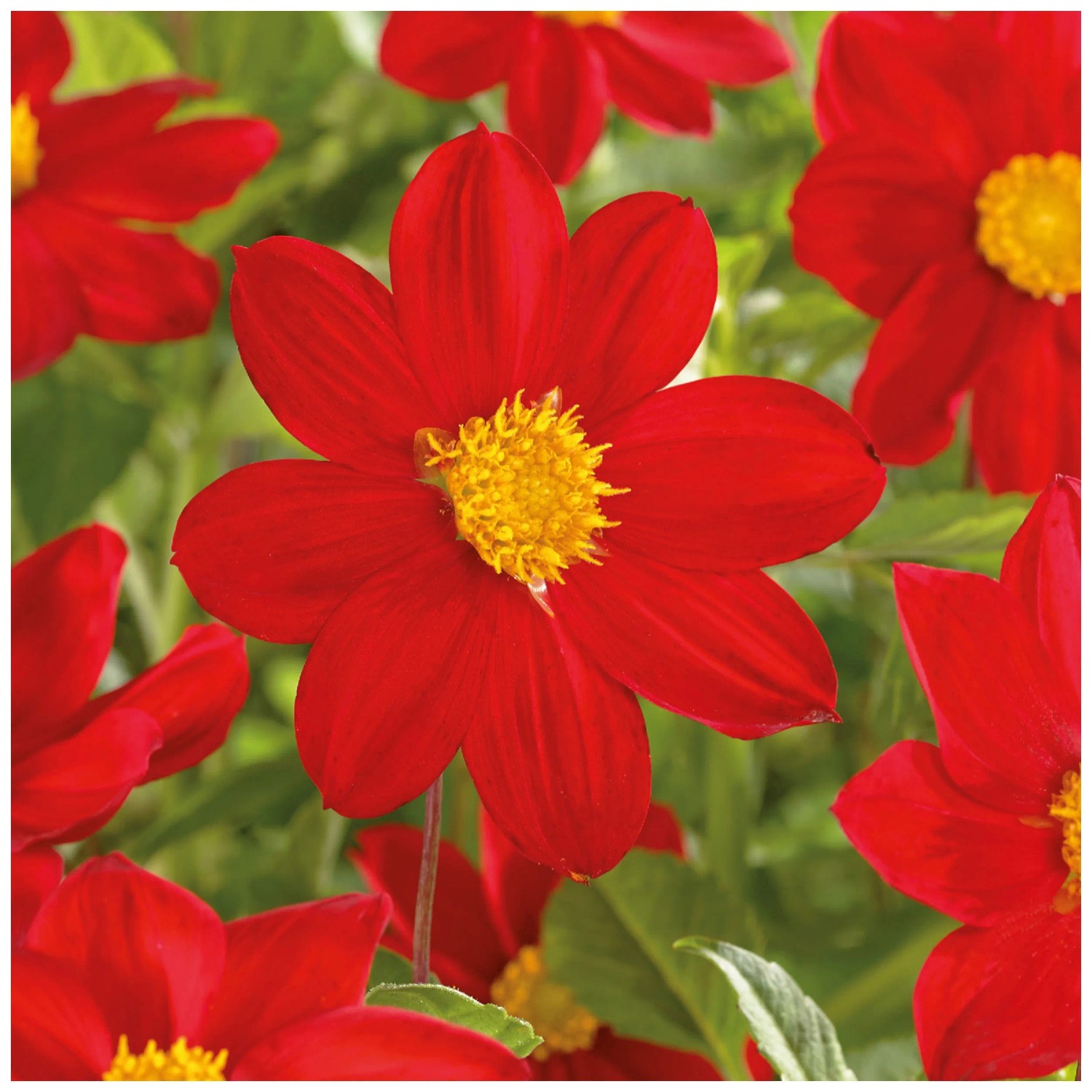 Grow by OBI Dahlia Unwin Mignon Red 1 pc