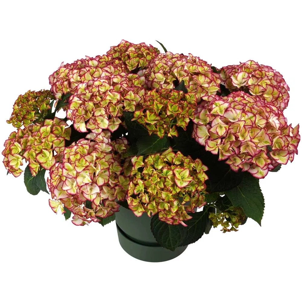 Hydrangea Hi Moon Red 6+ Hy-pe Topf Ø 23 cm / Höhe 45 cm kaufen bei OBI