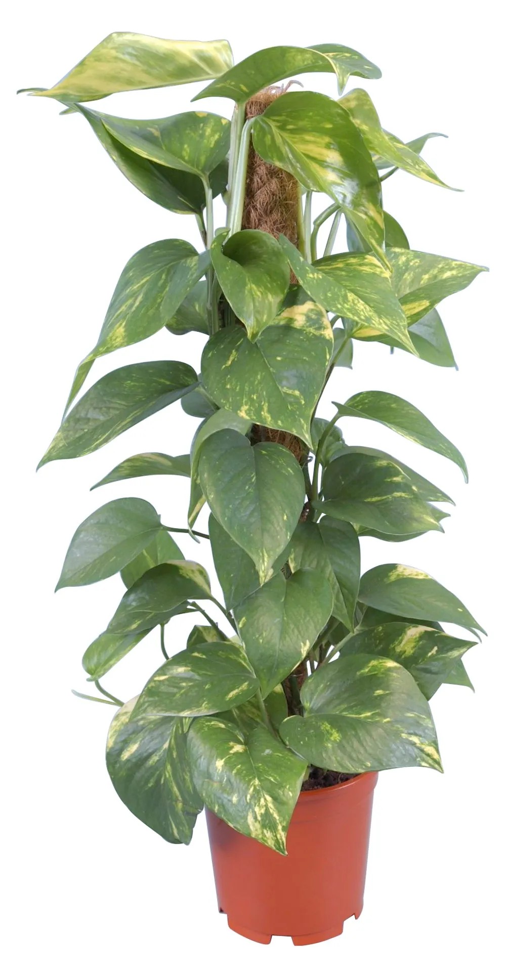 Pothos Epipremnum pinnatum su barra di muschio vaso Ø ca. 15 cm