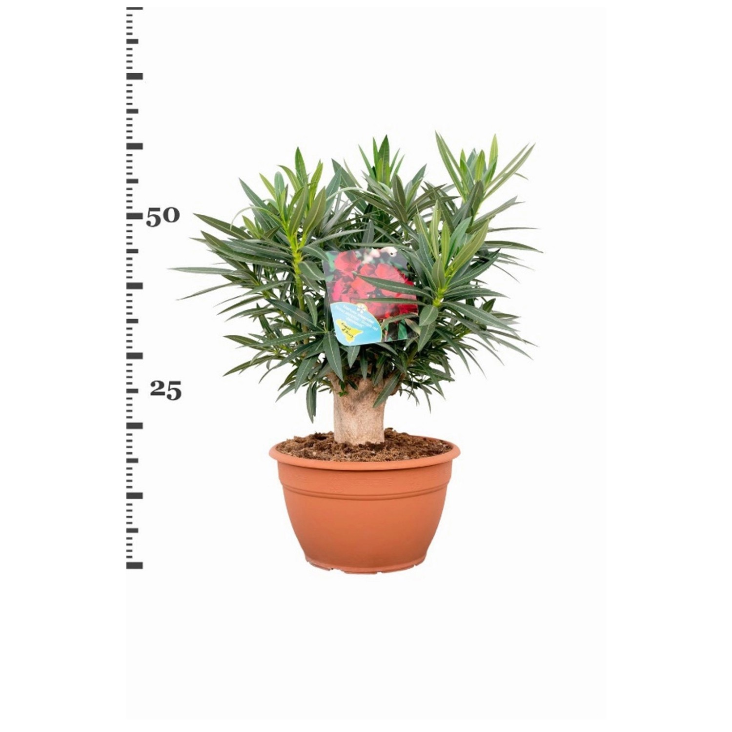 Oleander Bonsai Nerium oleander Topf Ø 30 cm / Höhe 50 - 60 cm kaufen ...