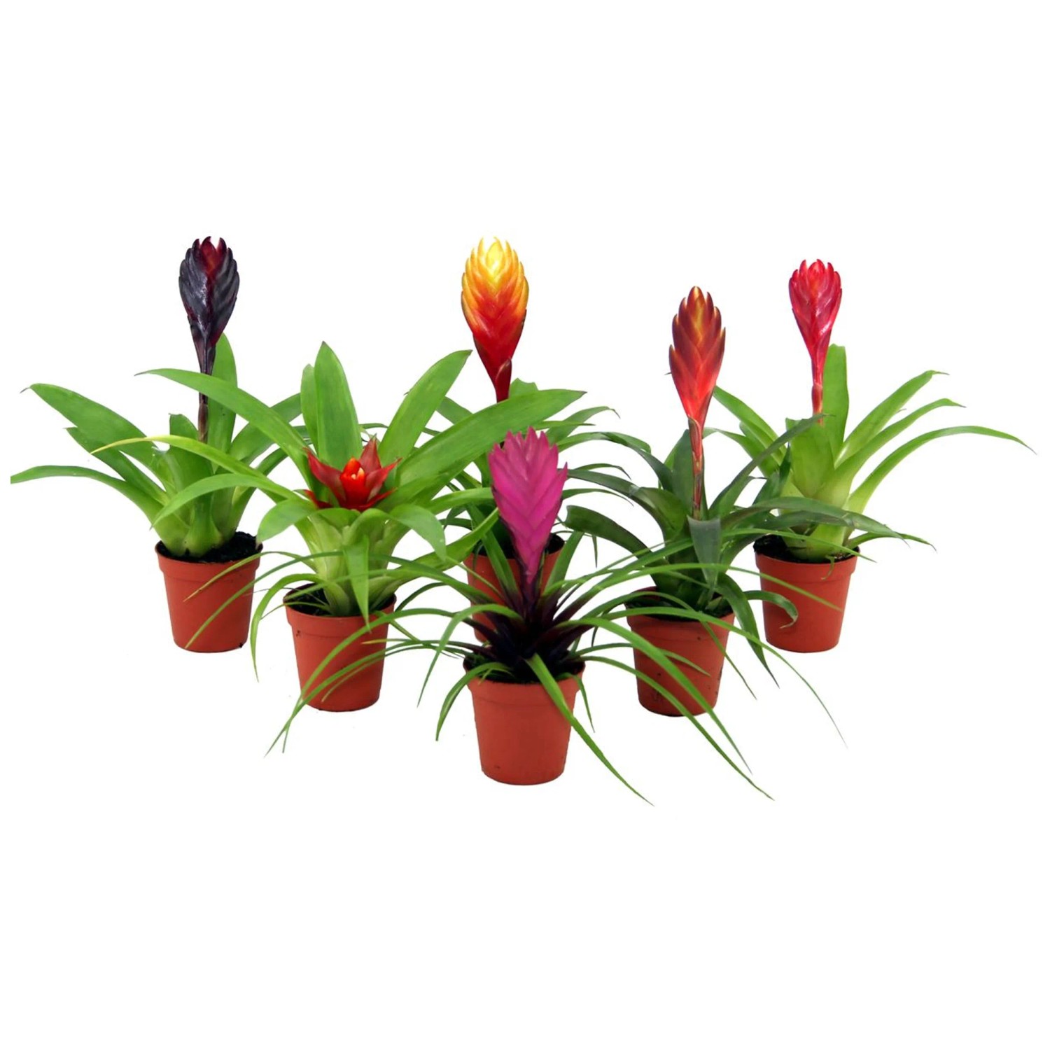 Bromelia Mini Bromelia verschiedene Farben Topf Ø 5,5 cm / 1 Stk ...
