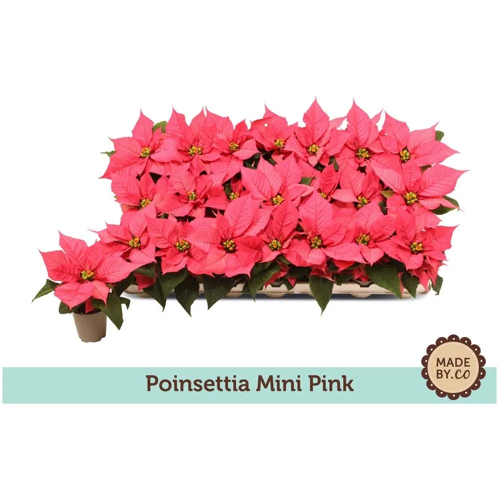 Weihnachtsstern Poinsettia Mini Euphorbia pulcherrima Rosa Topf Ø 6 cm ...