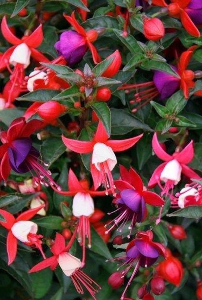 Fuchsie Pyramide Topf-Ø ca. 18 cm Fuchsia kaufen bei OBI