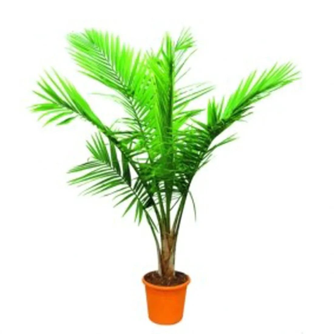 Palmen-Mix Topf-Ø 14 cm kaufen bei OBI