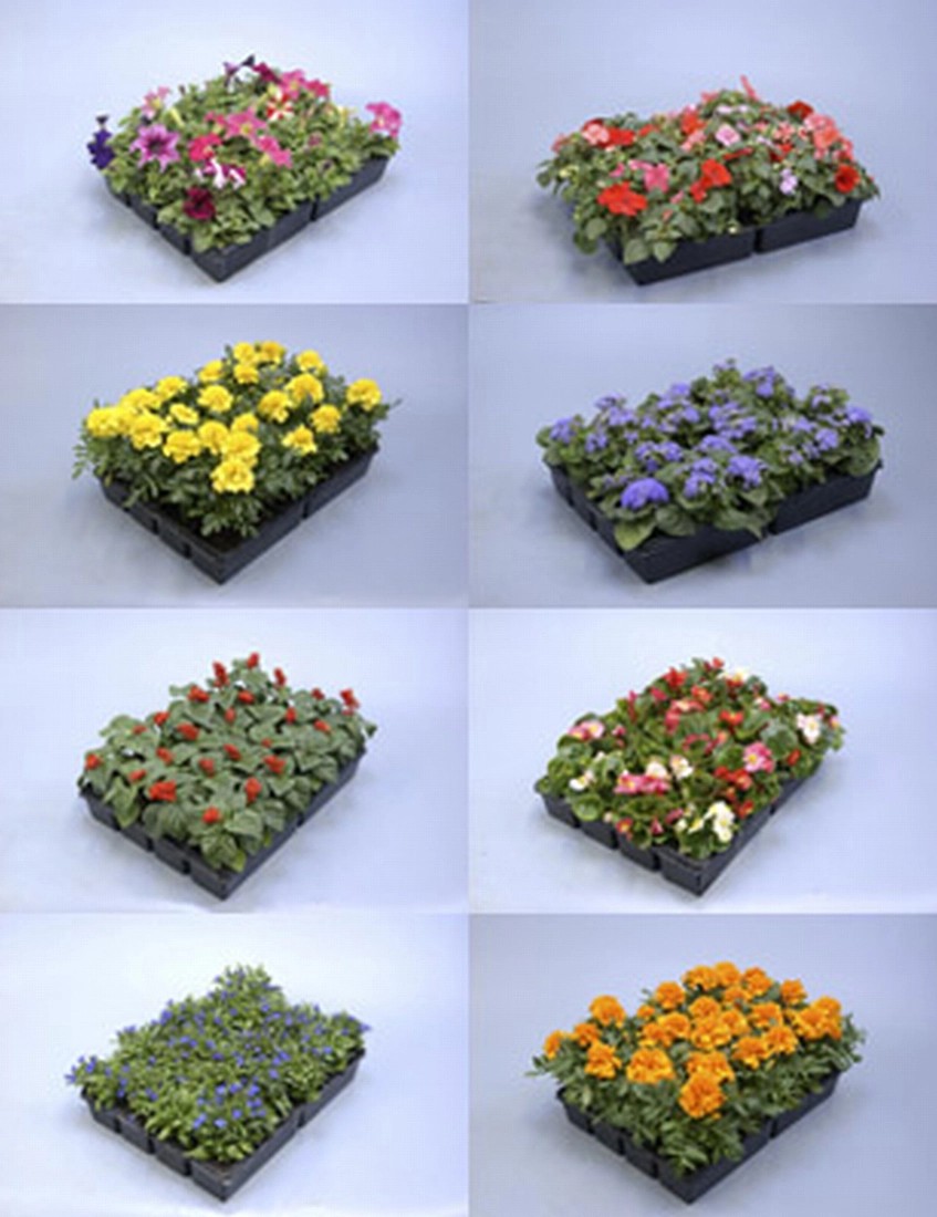 Beet- und Balkonpflanzen-Mischung / 24er-Pack kaufen bei OBI