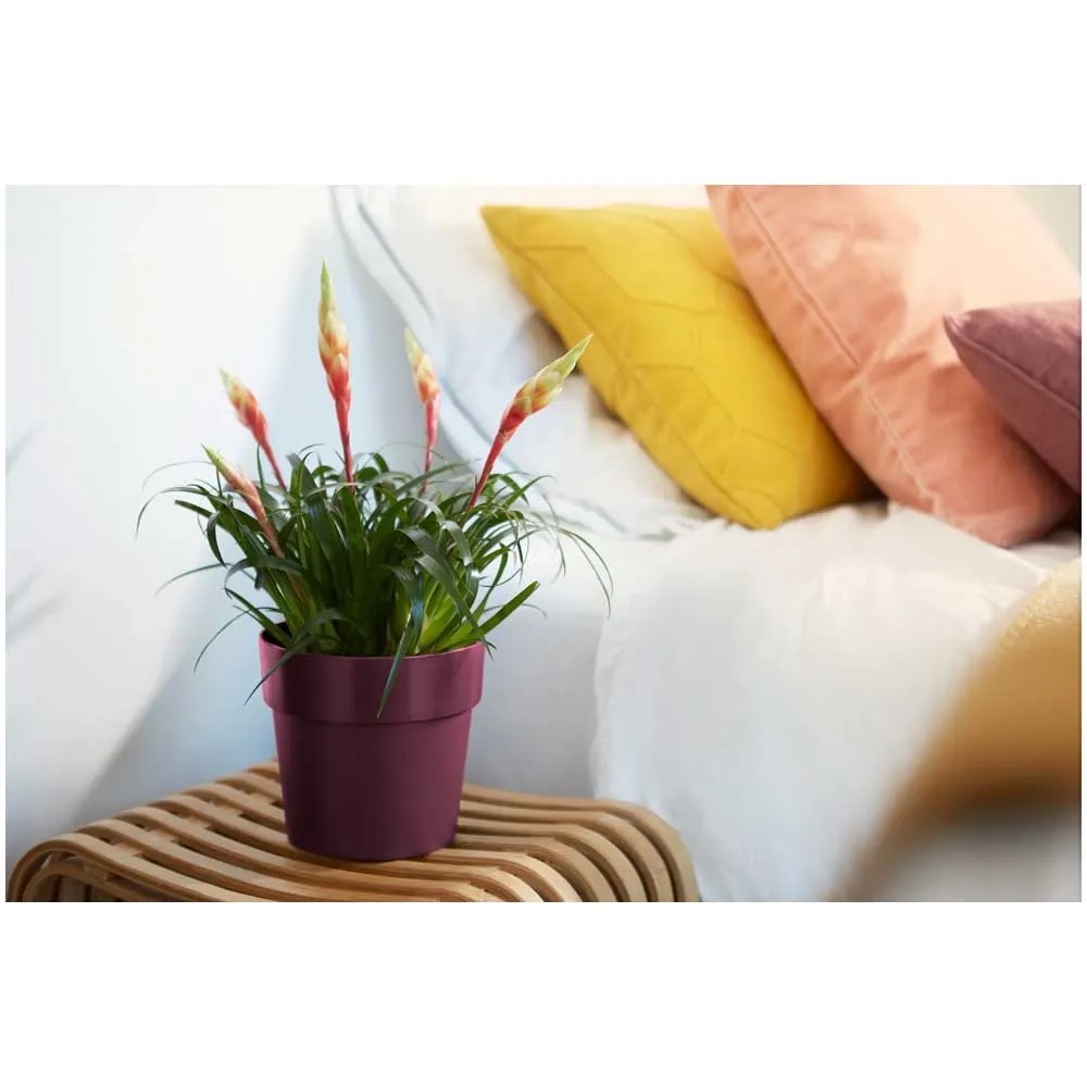 Wunderschne Bertopf 6 Cm Ebenbild