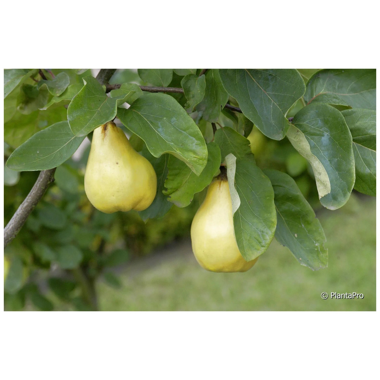 Bio Obstbaum Quitte Bereczki Spindel Topf Ø 20 cm / Höhe 100 - 150 cm ...